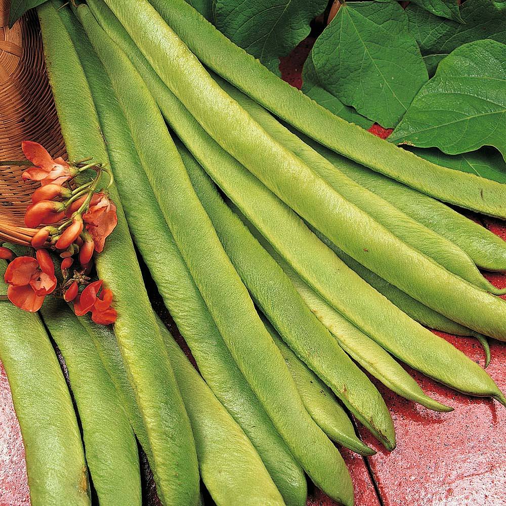 Runner Bean Seeds – Mooseseeds