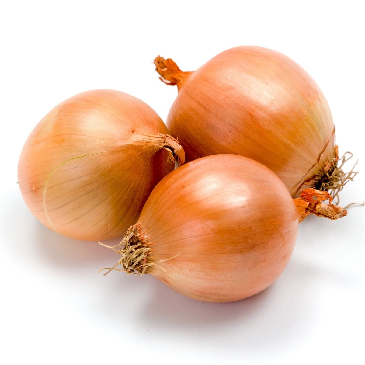 Onion - Senshyu Yellow Seeds – Mooseseeds