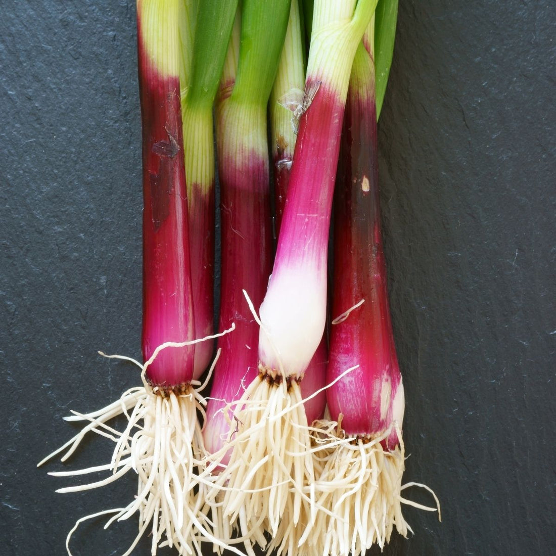 Spring Onion - North Holland BloodRed Redmate Seeds – Mooseseeds