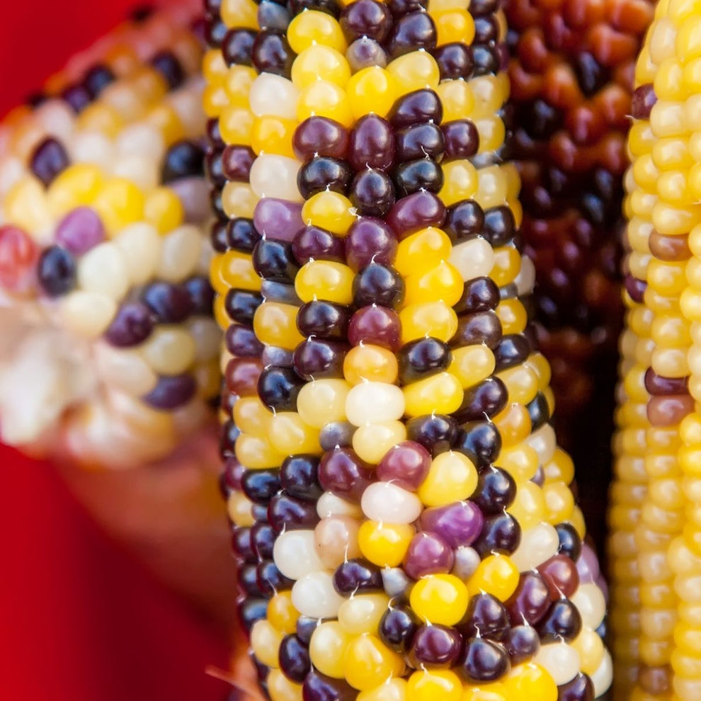 Sweetcorn Ornamental Fiesta Seeds - Multicoloured Seeds – Mooseseeds