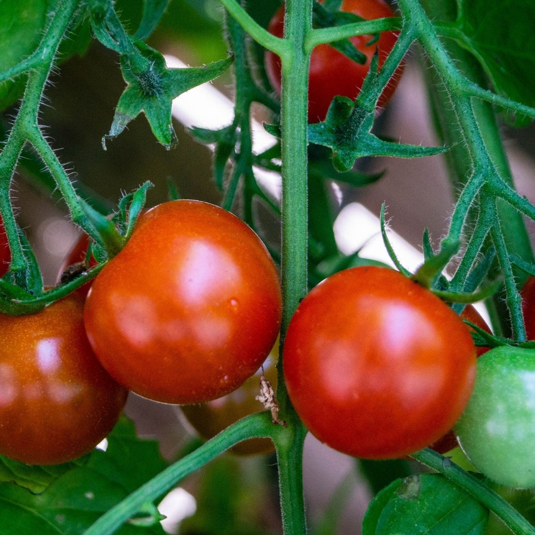 Tomato - Tumbling Tom Red Seeds – Mooseseeds