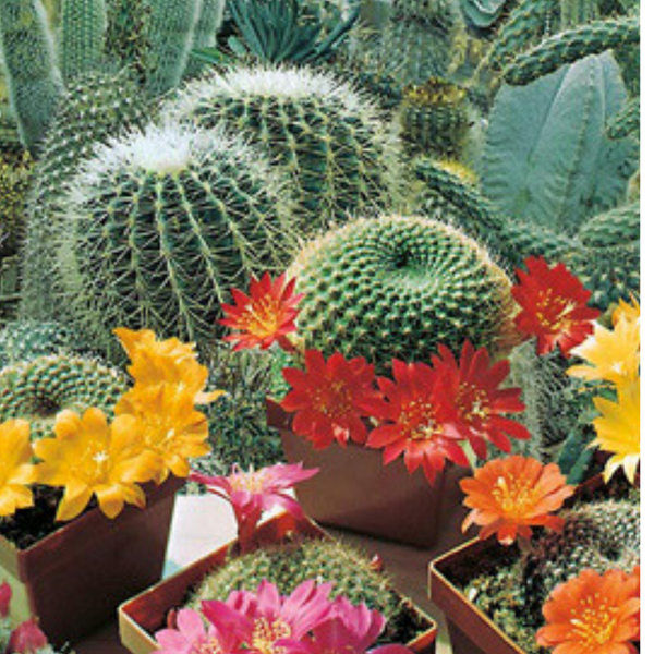 Cactus - Finest Mix Seeds – Mooseseeds