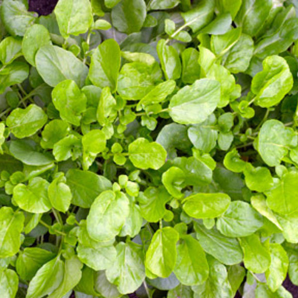 Cress - Land cress Seeds – Mooseseeds