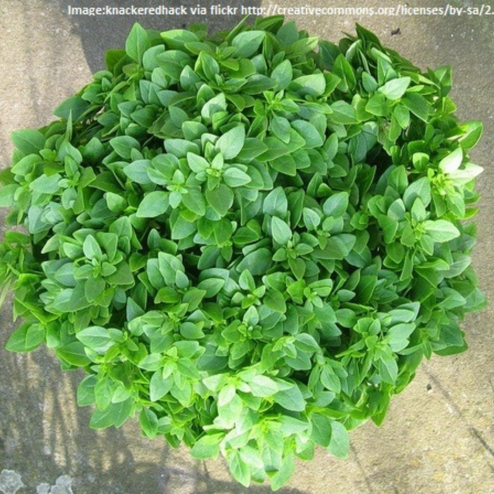 Basil - Greek Seeds - Fine Leaved Miniature Basil – Mooseseeds