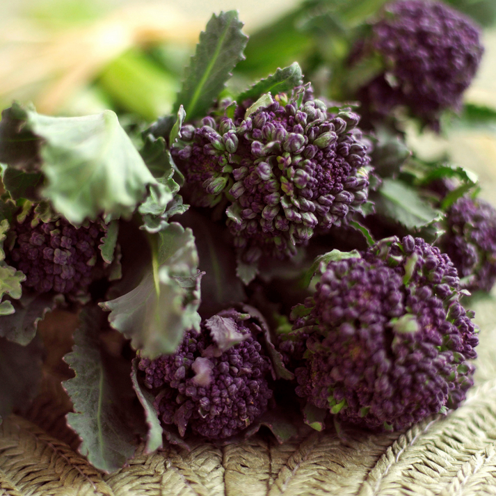 Broccoli - Early Purple Sprouting Seeds – Mooseseeds